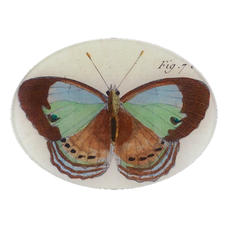 Bis Butterfly Plate | High St.